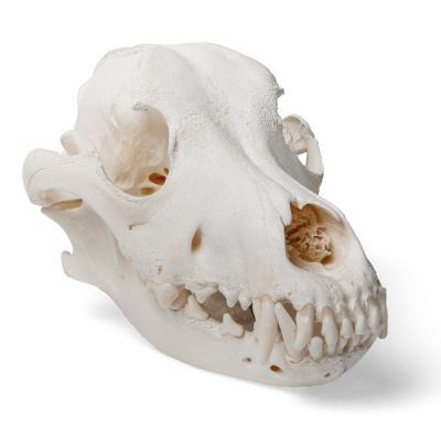 3B Scientific Real Dog Skull (Large) | Health and Care